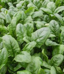 Falcon F1 (100.000 seminte) spanac crestere viguroasa, Seminis