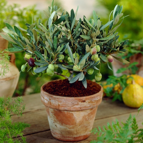 Maslin seminte Common Olive - Olea europea, arbore decorativ vesnic ...