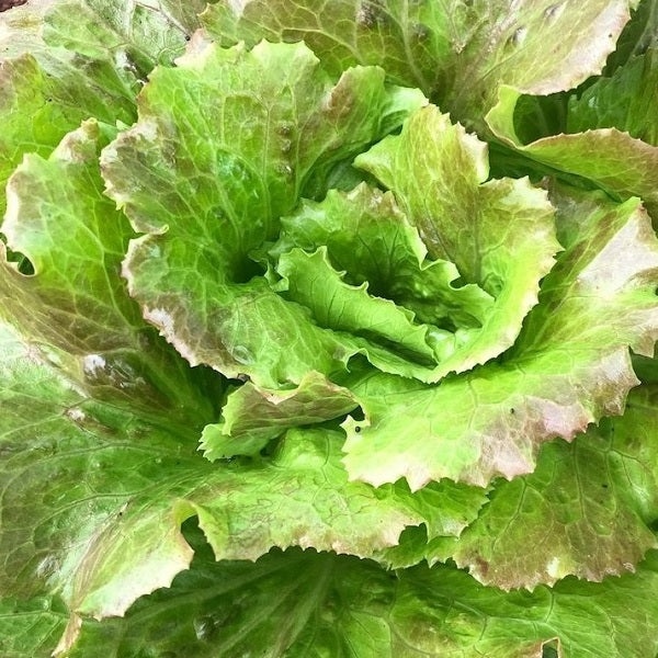 Rouge Grenobloise (700 seminte) salata tip Batavia, frunze verzi ...