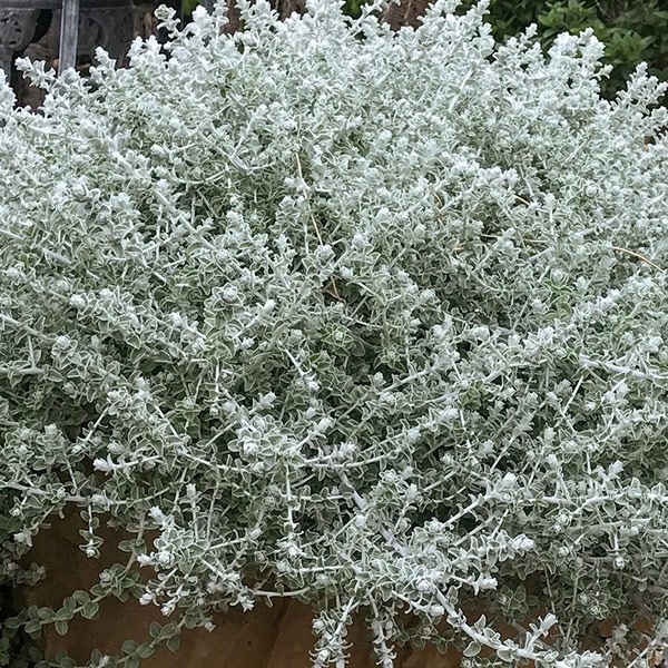 Silver Mist (6 seminte) planta perena Helichrysum, frunze ornamentale ...