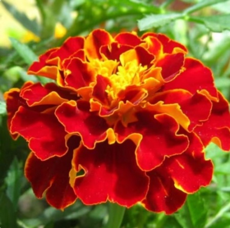 Carmen (300 seminte) plante anuale Craite pitice, flori bicolore ...