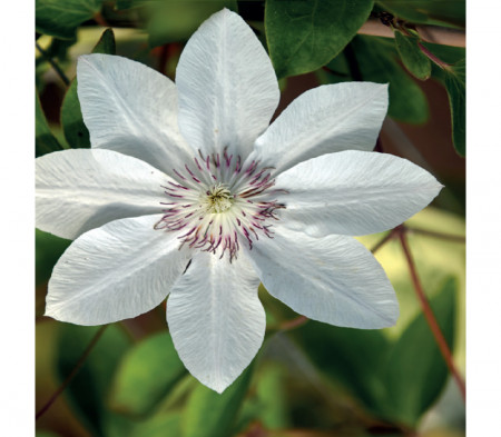 Clematite Matka Urszula Ledochowska (1.5 m in ghiveci de 2 L), tufa ...