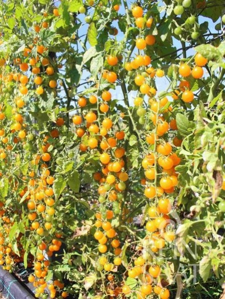 Gelbe Johannisbeere BIO (30 seminte) tomate cherry galbene tip snack ...