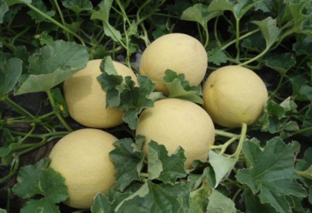 Karpatos F1 (1000 seminte) pepene galben timpuriu tip Galia LSL camp ...