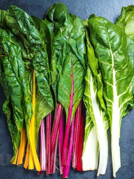 Mangold (3 gr) seminte organice de Mangold, certificate ECO, Laktofol