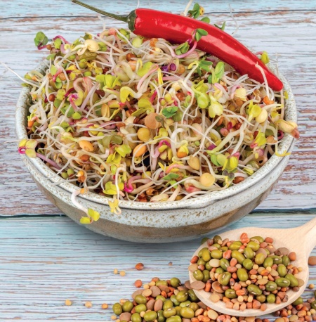 Mieszanka Pikantna - Amestec picant (20 gr) seminte pentru germeni sau ...