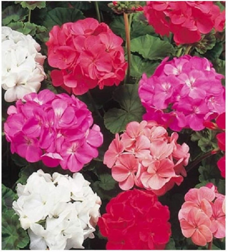 Muscata Colorama F2 mix (0,1 g) seminte de flori muscata mix F2