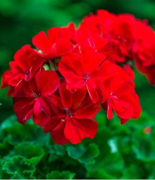 Muscate rosii Gama F1 red (0.05 gr) seminte muscate flori mari rosu ...