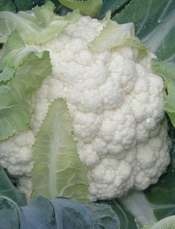 Nautilus F1 (30 seminte) conopida hibrid semitimpuriu, capatana alba ...