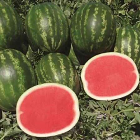 Otoman F1 (100 seminte) pepene rosu timpuriu tip Sugar Baby, fara ...