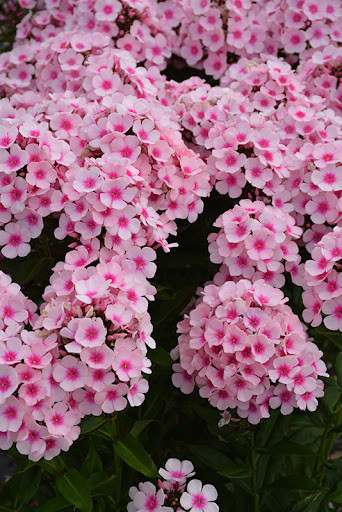 Phlox Paniculata Bright Eyes (ghiveci 1 l), plante perene cu flori mari ...