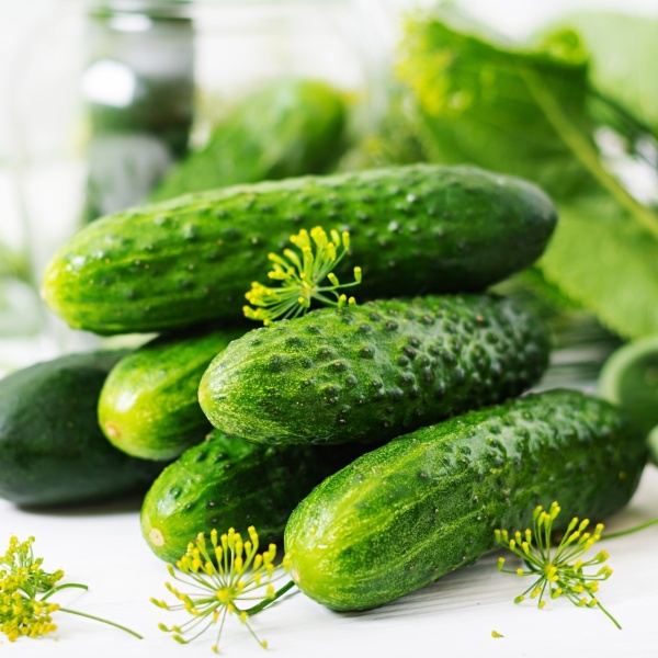 Piccolo Verde di Parigi BIO (15 seminte) castraveti cornichon BIO ...