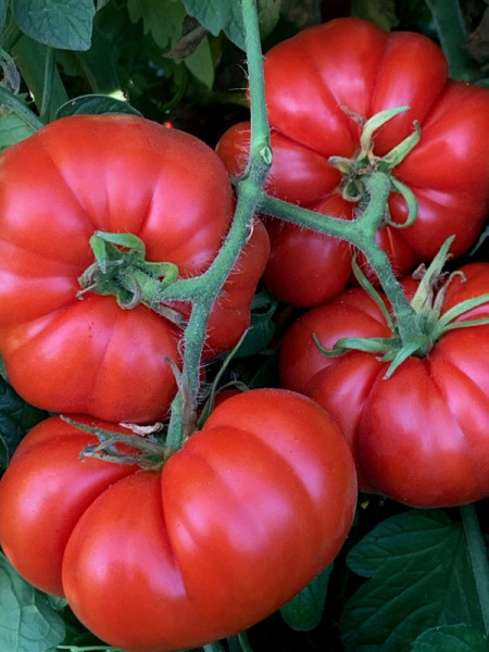 Rosii Bio Marmande (60 seminte) tomate eco determinate, mari, carnoase ...