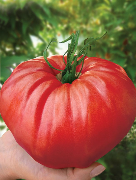 Seminte rosii de gradina gigant (1 gr), rosu de gradina, soi ...