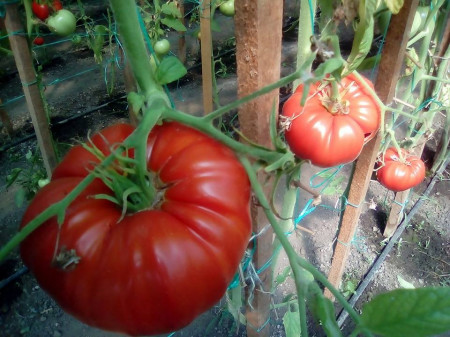 Seminte rosii de gradina gigant (1 gr), rosu de gradina, soi ...