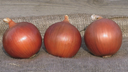 Sonoma F1 (250.000 seminte) ceapa maro, maturizare tarzie, vegetatie ...
