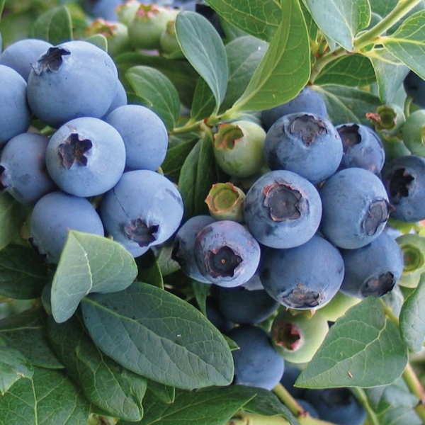 Afin Bluecrop, butasi de afine soi cu fructe mari, foarte aromate, de ...