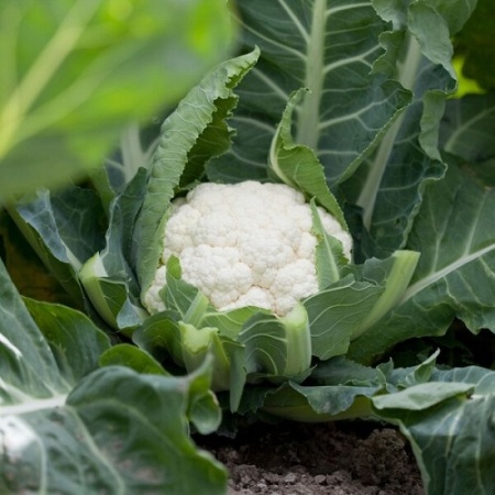 Bodilis F1 (1000 seminte) conopida cu planta viguroasa si omogena ...