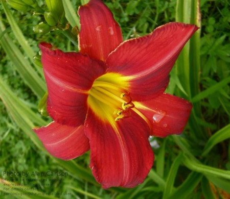 Crin Hemerocallis Anzac (ghiveci 1,5 L), crin de o zi cu flori foarte ...