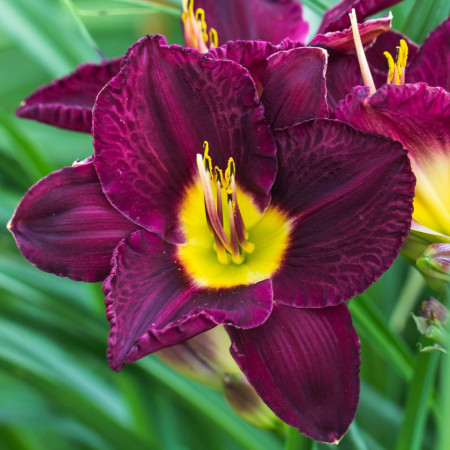 Crin Hemerocallis Bela Lugosi (ghiveci 1,5 L), crin de o zi cu flori ...