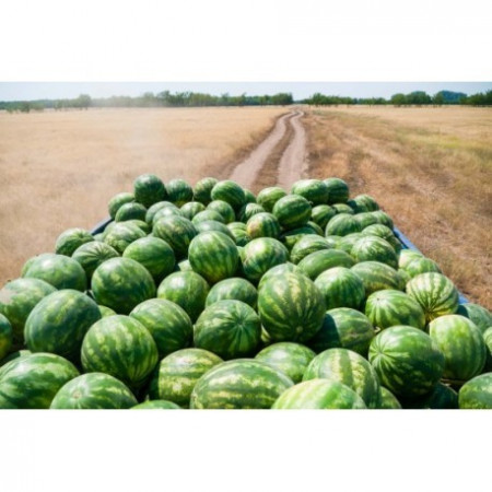 Dulce de Dabuleni (40 seminte) de pepene verde soi romanesc de dabuleni ...