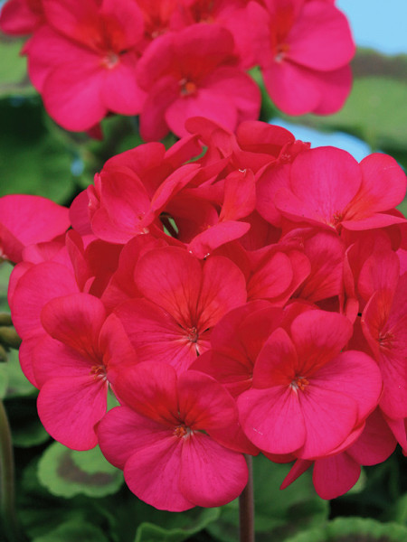 Eva H (7 seminte) muscata roz inchis hibrid, planta anuala, flori mari ...