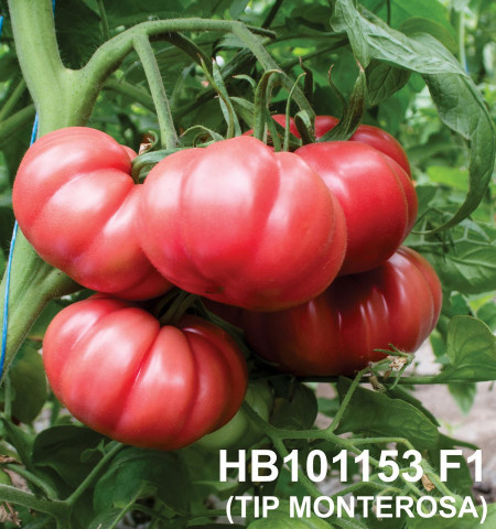 Seminte Rosii Crete - Seminte1