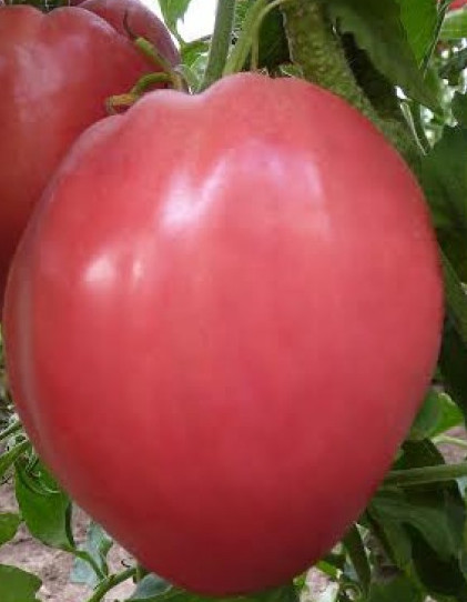 Inima Roz (50 seminte) tomate nedeterminate semitimpurii Soi rosii Mari