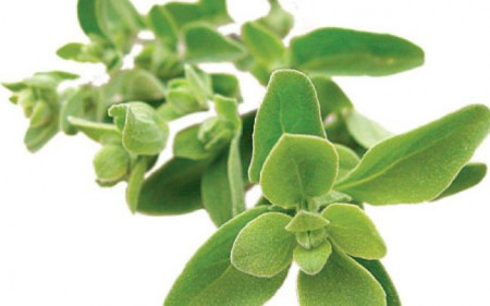 Maghiran (Maioran) Seminte de Maghiran Plante Aromatice de la Opal