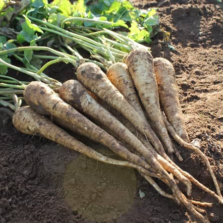 Pearl F1 (25.000 seminte de precizie) pastarnac, 150 de zile, Bejo