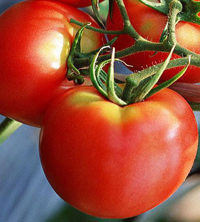 Rosii Buzau 22 (600 seminte) tomate soi viguros crestere determinata ...