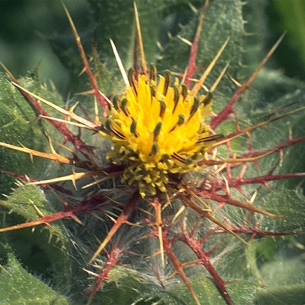 Schinel (50 seminte) St. Benedict's thistle - Cnicus Benedictus, planta ...