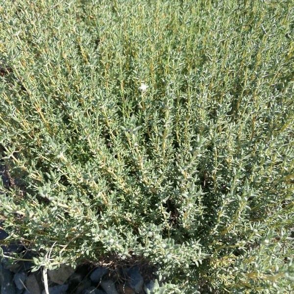 Thymus vulgaris (ghiveci 10,5 cm), rasad cimbru de camp