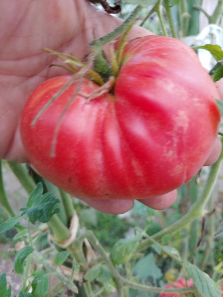 Trandafirii de Buzau (50 seminte) rosii roz gigant, carnoase, gust ...