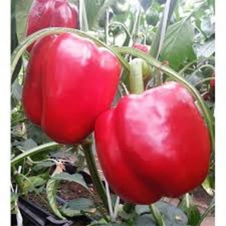 Batory F1 (1000 seminte) de ardei gras tip Blocky cu crestere ...