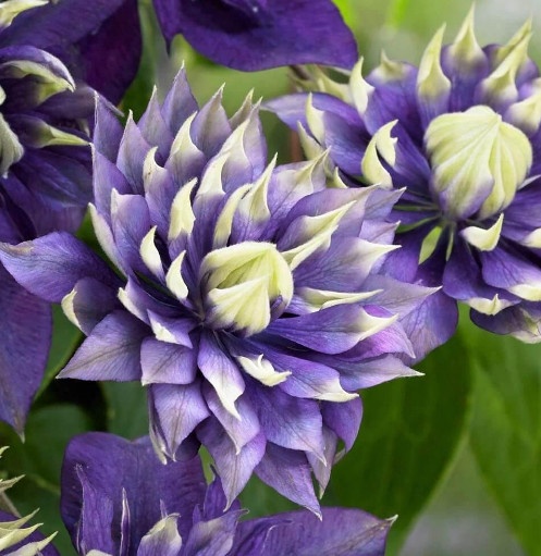 Clematite Taiga (ghiveci 2 L) cu flori mov-violet puse in evidenta de ...
