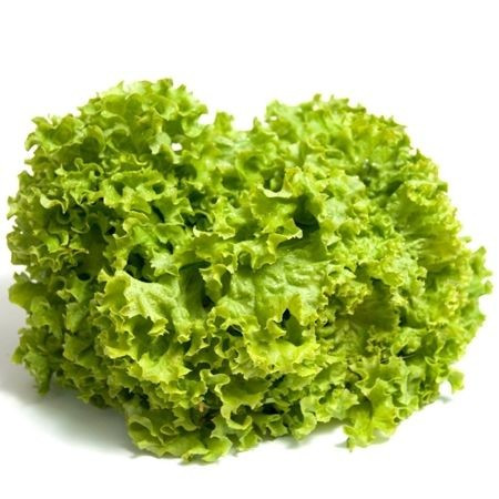 Model (5000 seminte) salata creata tip Batavia, Bejo