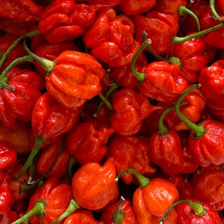 Trinidad Moruga Scorpion (7 seminte), seminte de ardei extrem de iute ...