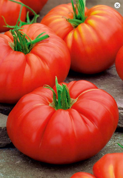 Seminte Rosii Crete - Seminte1