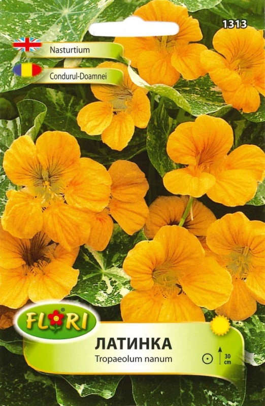 Condurul Doamnei SCURT - Seminte Flori Condurul Doamnei creste scurt de ...