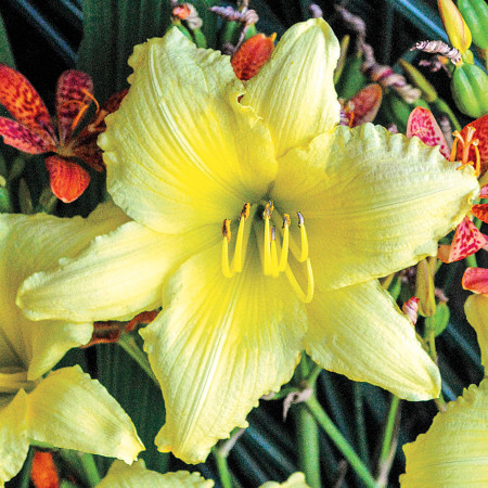 Crin Hemerocallis Big Time Happy (ghiveci 1,5 L), crin de o zi cu flori ...