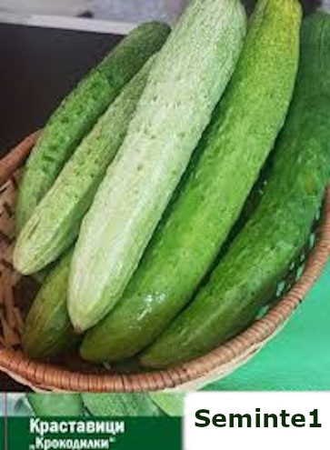 Crocodile (3 gr) castraveti semi-lungi , seminte de castravei cu miez ...