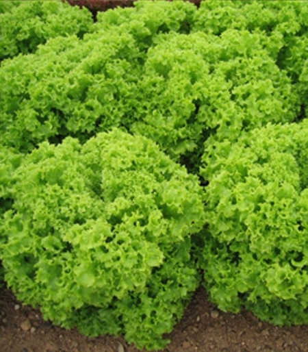 Kriska (5 g) seminte de salata creata cu capatana mare voluminoasa si ...