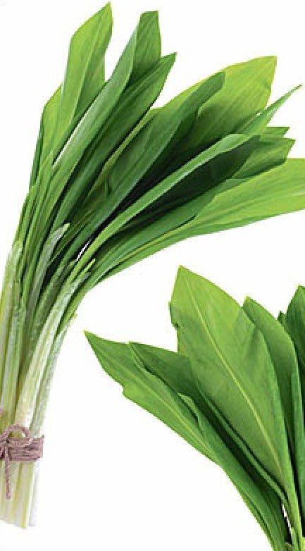 Leurda Medicinala (100 seminte) de Leurda sau usturoi salbatic, cu Gust ...