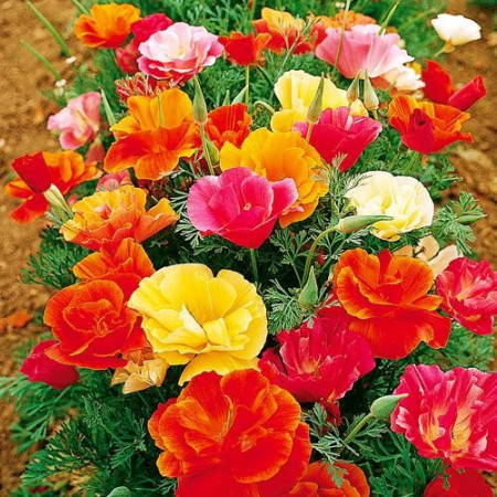 Mac Californian sau Esoltia (0.2 gr) seminte de flori de mac duble sau ...