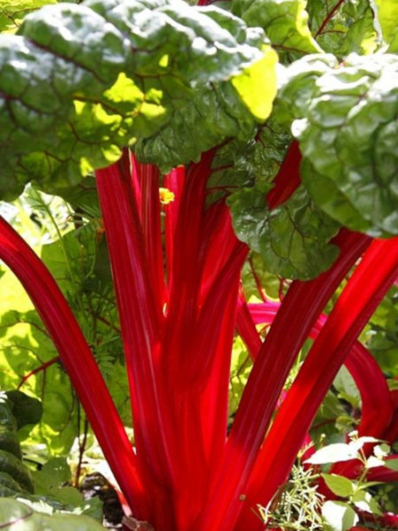 Revent Medicinal (1.3 gr) planta aromatica si medicinala, Agrosel