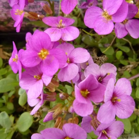Rosea Alpine Rockcress (850 seminte) flori roz, perene, formeaza covor ...