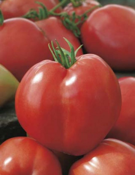 Rosii Inima de Bou Andrada (300 seminte) tomate soi rustic fructe mari ...
