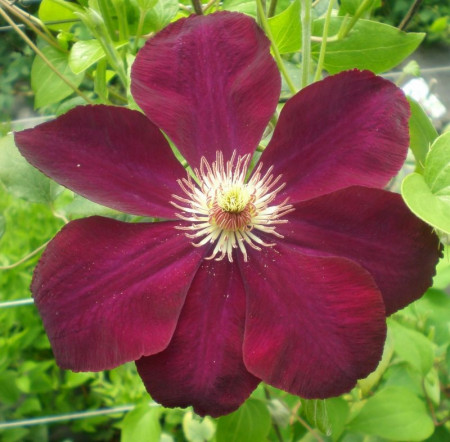Clematite Mazowsze (1.5 m in ghiveci de 2 L), tufa ornamentala ...