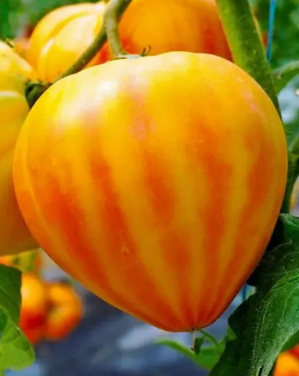 Gourmansun F1 (250 seminte) rosii exotice tip ananas, inima galbena ...